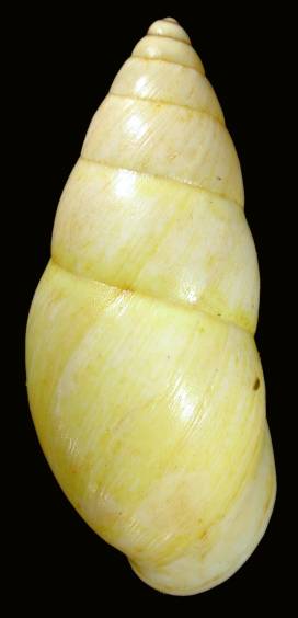 shellauction.net :: Amphidromus quadrasi - 2816457