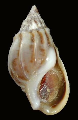 shellauction.net :: Melanopsis ovula - 2817272