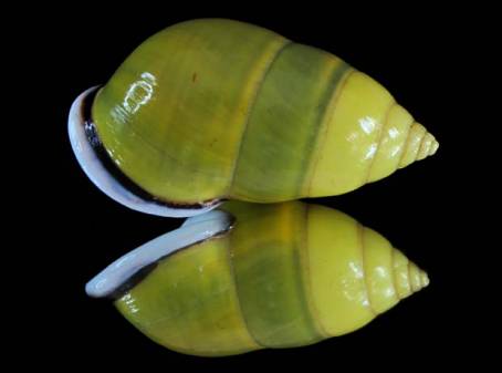shellauction.net :: Amphidromus perversus butoti f.infraviridis - 2817566