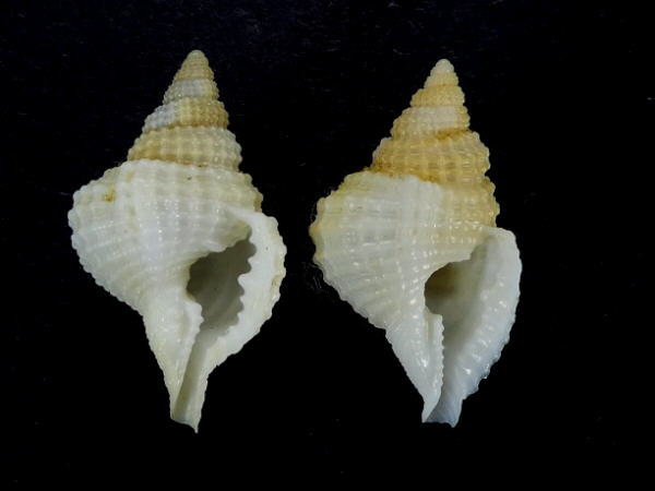 shellauction.net :: Distorsio peridistorsio - 2824833