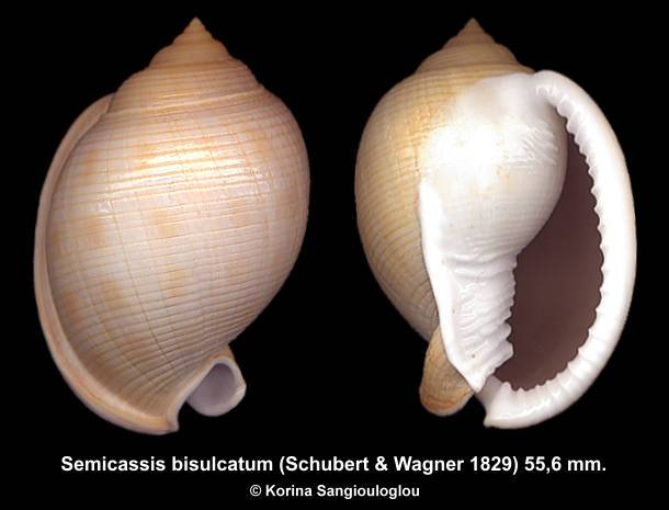 shellauction.net :: Semicassis bisulcatum - 2827706