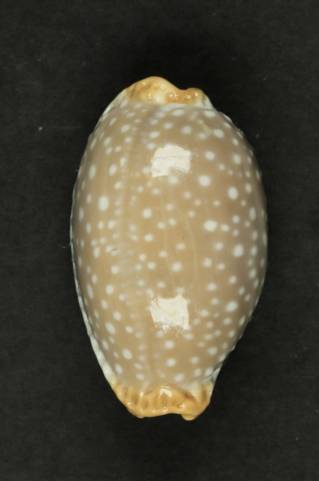 shellauction.net :: Cypraea limacina facifer - 2828734