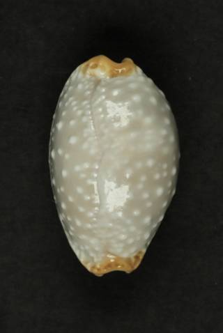 shellauction.net :: Cypraea limacina facifer - 2828736