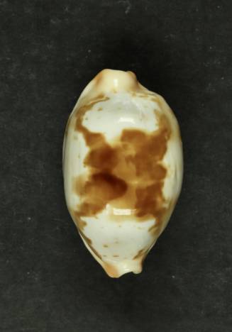 shellauction.net :: Cypraea stolida stolida - 2828781