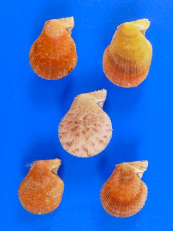 shellauction.net :: Chlamys multistriata - 2834385