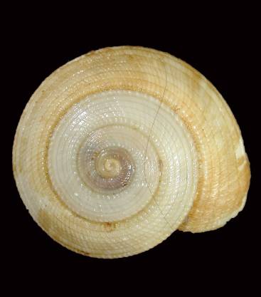 shellauction.net :: Heliacus fallaciosus - 2836620