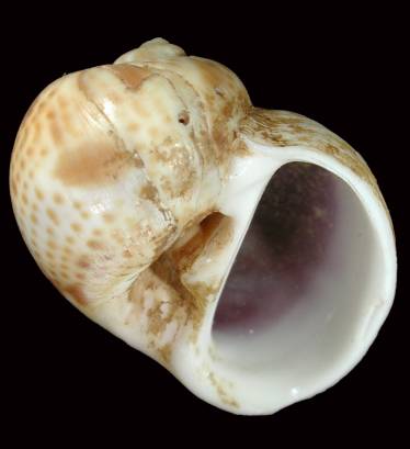 shellauction.net :: Natica multipunctata - 2843774