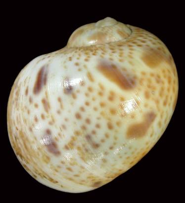 shellauction.net :: Natica multipunctata - 2843774