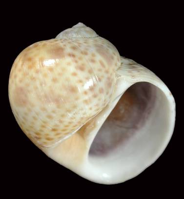 shellauction.net :: Natica multipunctata - 2843776