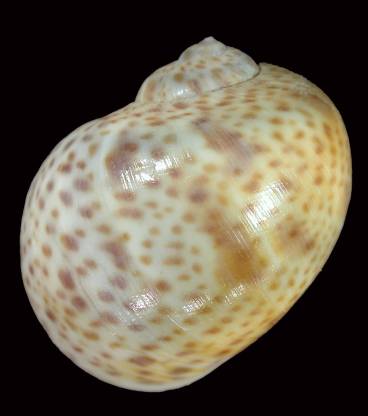 shellauction.net :: Natica multipunctata - 2843776