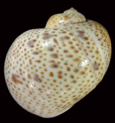 shellauction.net :: Natica multipunctata - 2843781