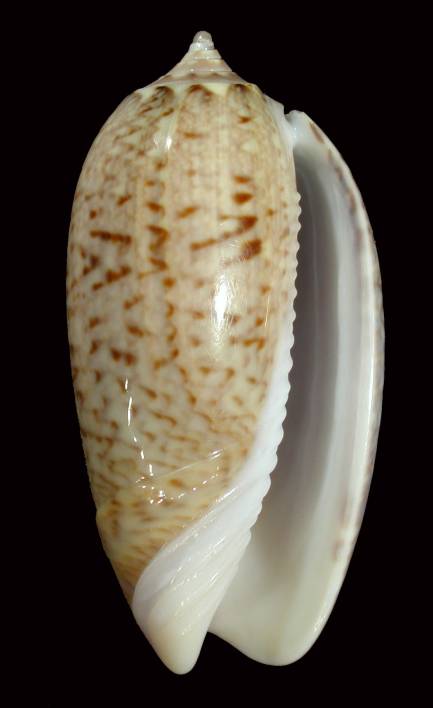 shellauction.net :: Oliva polpasta - 2844275