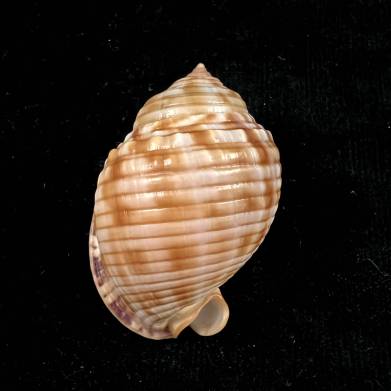 shellauction.net :: Semicassis undulata - 2845726