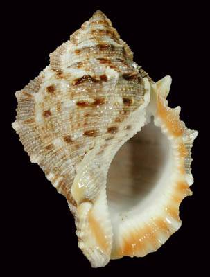 shellauction.net :: Bufonaria cavitensis - 2847299