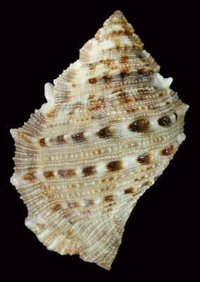 shellauction.net :: Bufonaria cavitensis - 2847299