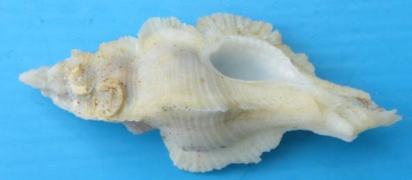 shellauction.net :: Pterynotus pinnatus - 2847307