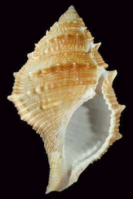 shellauction.net :: Bufonaria cristinae - 2847330