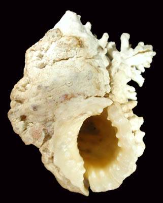 shellauction.net :: Bursa rosa - 2847833