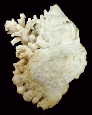 shellauction.net :: Bursa rosa - 2847833