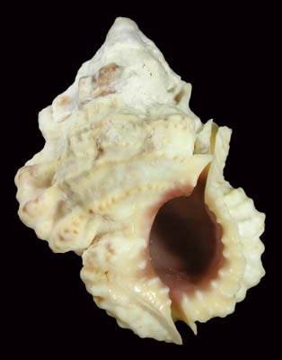 shellauction.net :: Bursa rosa - 2847861