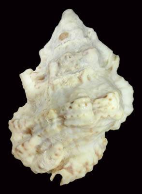 shellauction.net :: Bursa rosa - 2847861