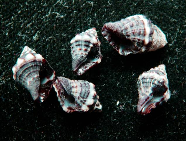 shellauction.net :: Engina turbinella - 2849162