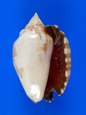 shellauction.net :: Strombus pipus - 2852225