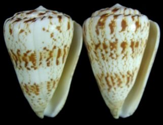shellauction.net :: Conus caracteristicus - 2868464