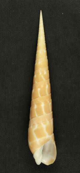 shellauction.net :: Terebra dimidiata - 2869351