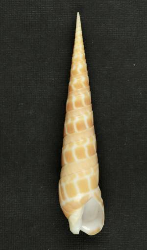 shellauction.net :: Terebra dimidiata - 2869353