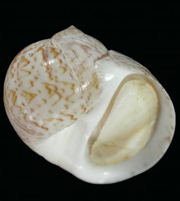 shellauction.net :: Natica fulminea - 2871309