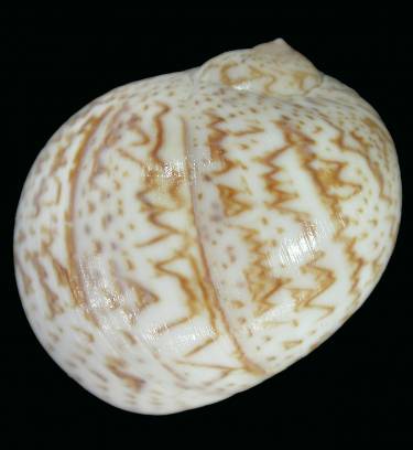 shellauction.net :: Natica fulminea - 2871309