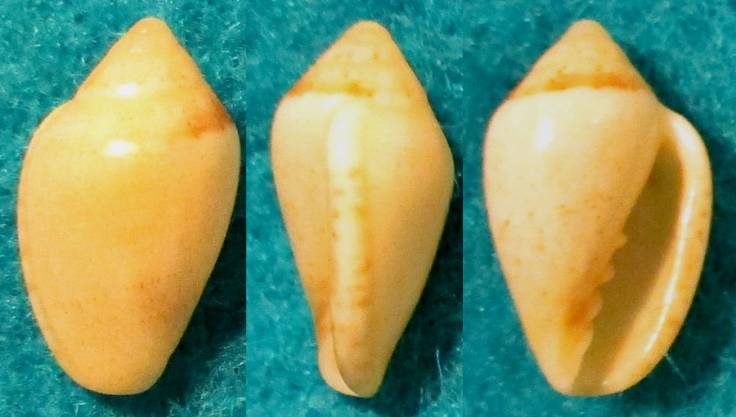 shellauction.net :: Marginella venteri - 2873977