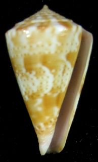 shellauction.net :: Conus dayriti - 2876333