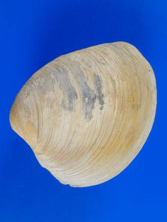 shellauction.net :: Mercenaria mercenaria - 2878441