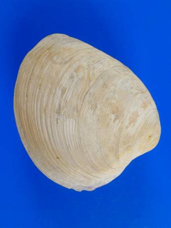 shellauction.net :: Mercenaria mercenaria - 2878441