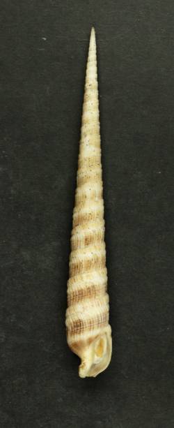 shellauction.net :: Terebra fujitai - 2886428