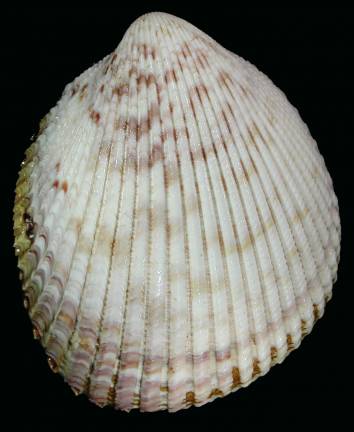 shellauction.net :: Cardium sp. - 2889176