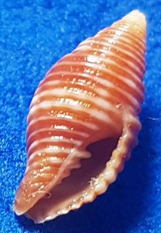 shellauction.net :: Pseudonebularia species cf. fraga - 2893177