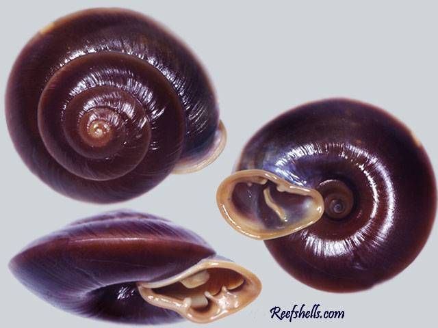 shellauction.net :: Labyrinthus raimondii - 2893699