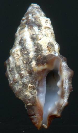 shellauction.net :: Morula nodulosa - 2893999