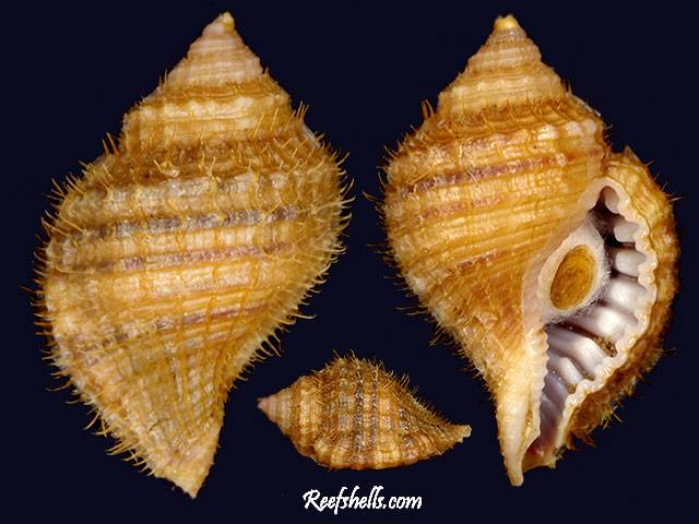 shellauction.net :: Cymatium tranquebaricum - 2895491