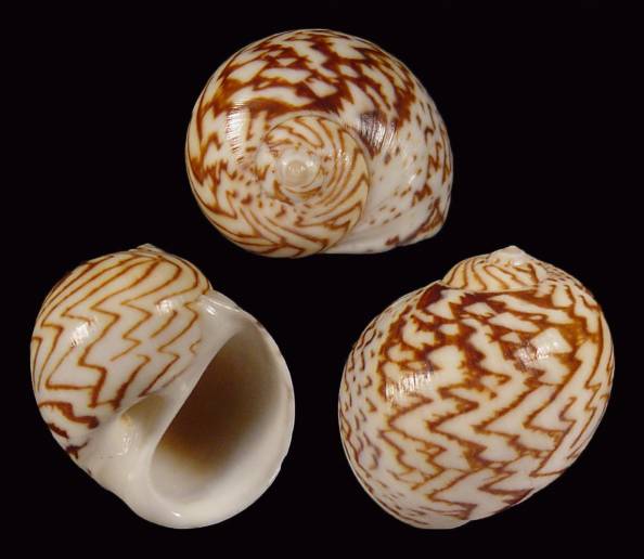 shellauction.net :: Natica fulminea - 2900562