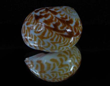 shellauction.net :: Natica violacea - 2900875