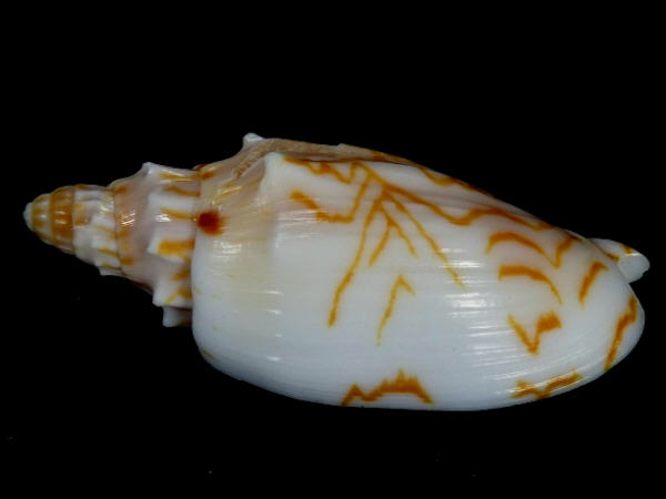 shellauction.net :: Cymbiolacca perplicata - 2904536