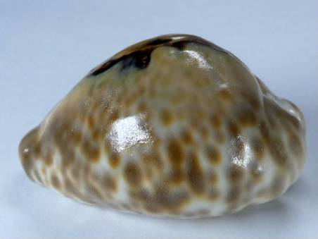 shellauction.net :: Cypraea teuleri - 2905115