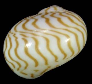 shellauction.net :: Tanea undulata - 2907284