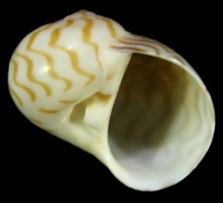 shellauction.net :: Tanea undulata - 2907284