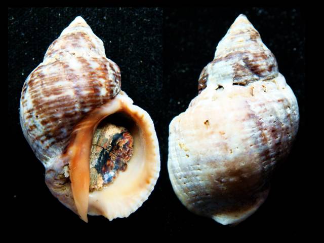 shellauction.net :: Thaisella guatemalteca - 2908376