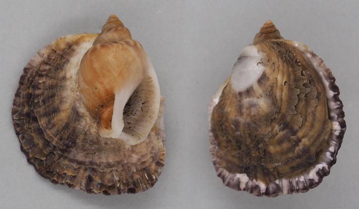 shellauction.net :: Tritia mutabilis - 2908631